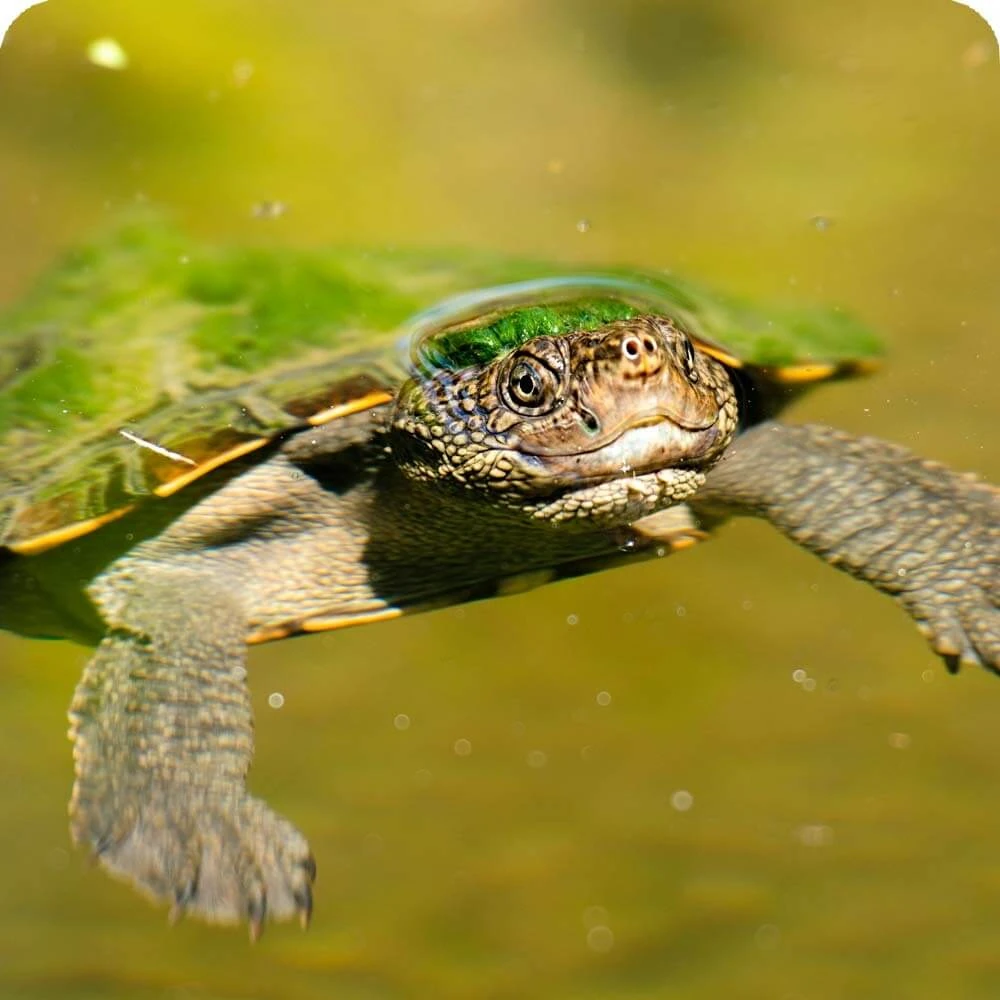 Mary River Turtle | Cards, the Universe and Everything Wiki | Fandom