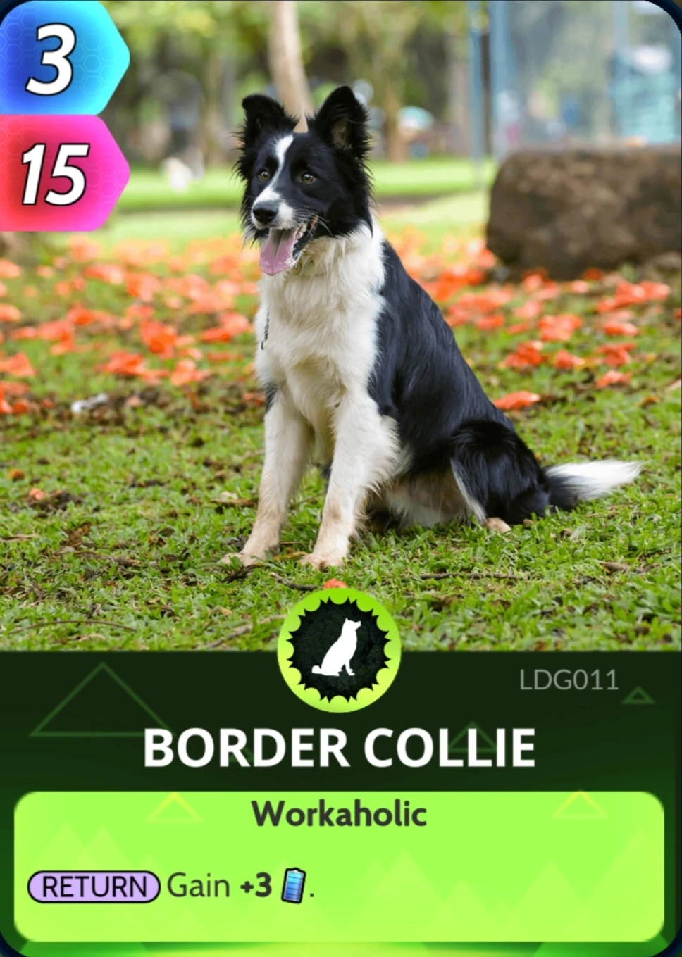 Border Collie | Cards, the Universe and Everything Wiki | Fandom