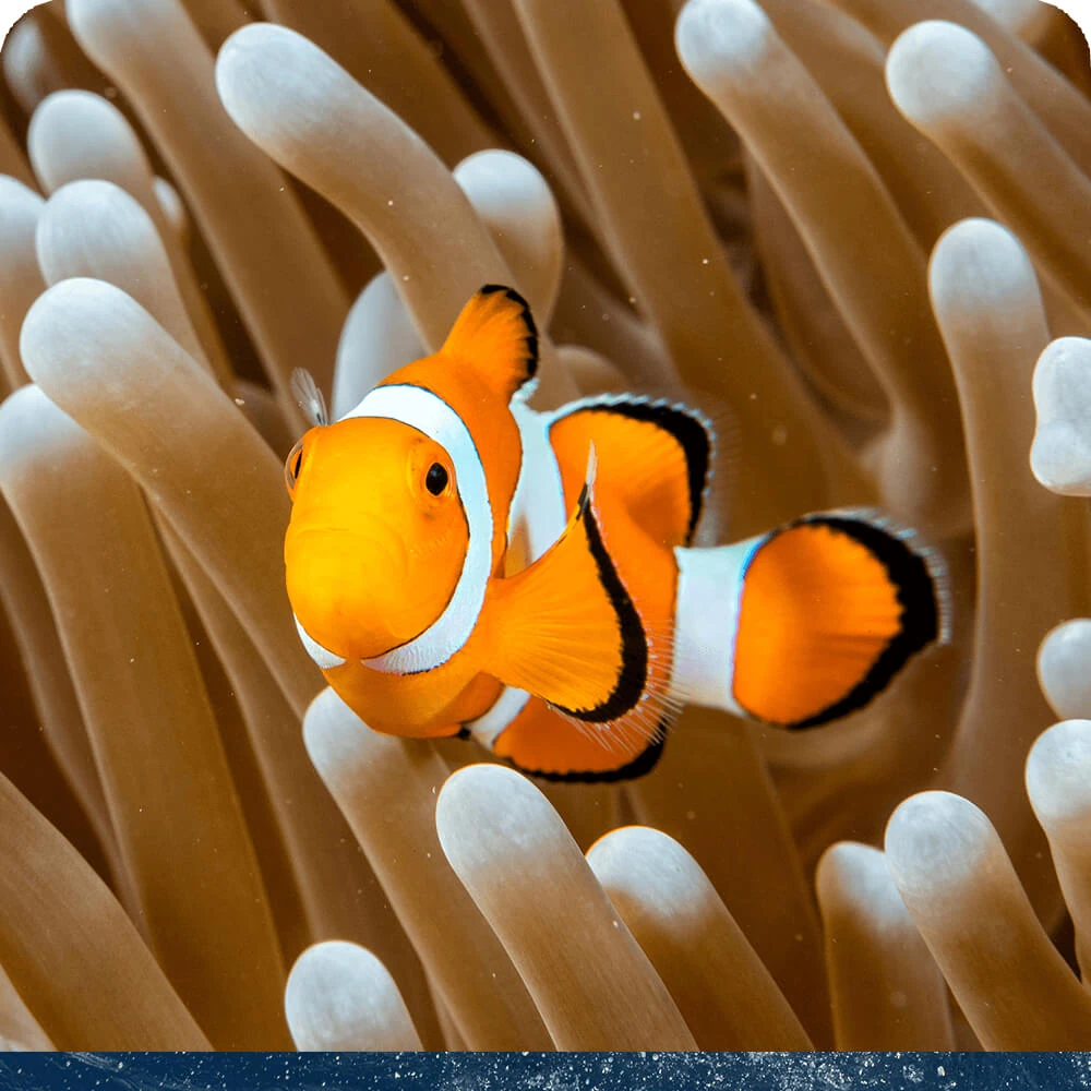 Clown Fish | Cards, the Universe and Everything Wiki | Fandom