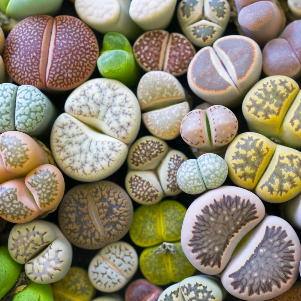 Lithops | Cards, the Universe and Everything Wiki | Fandom