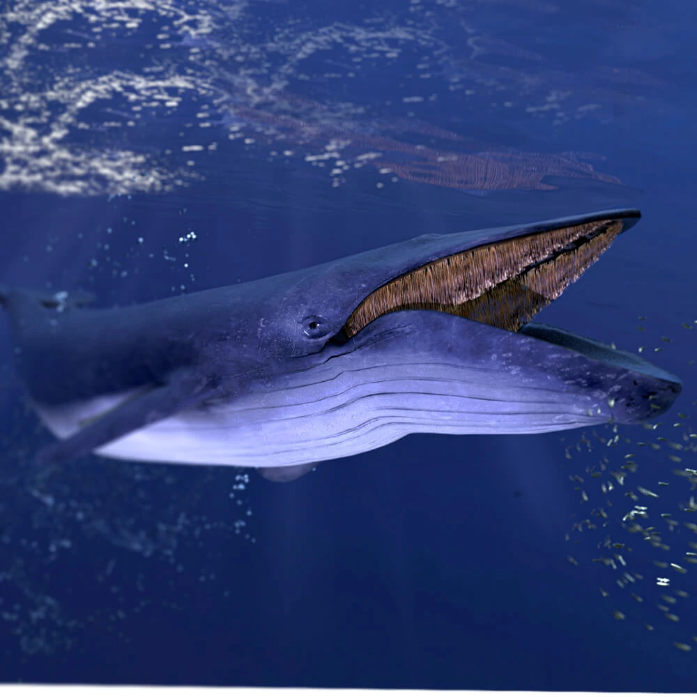 Blue Whale | Cards, the Universe and Everything Wiki | Fandom