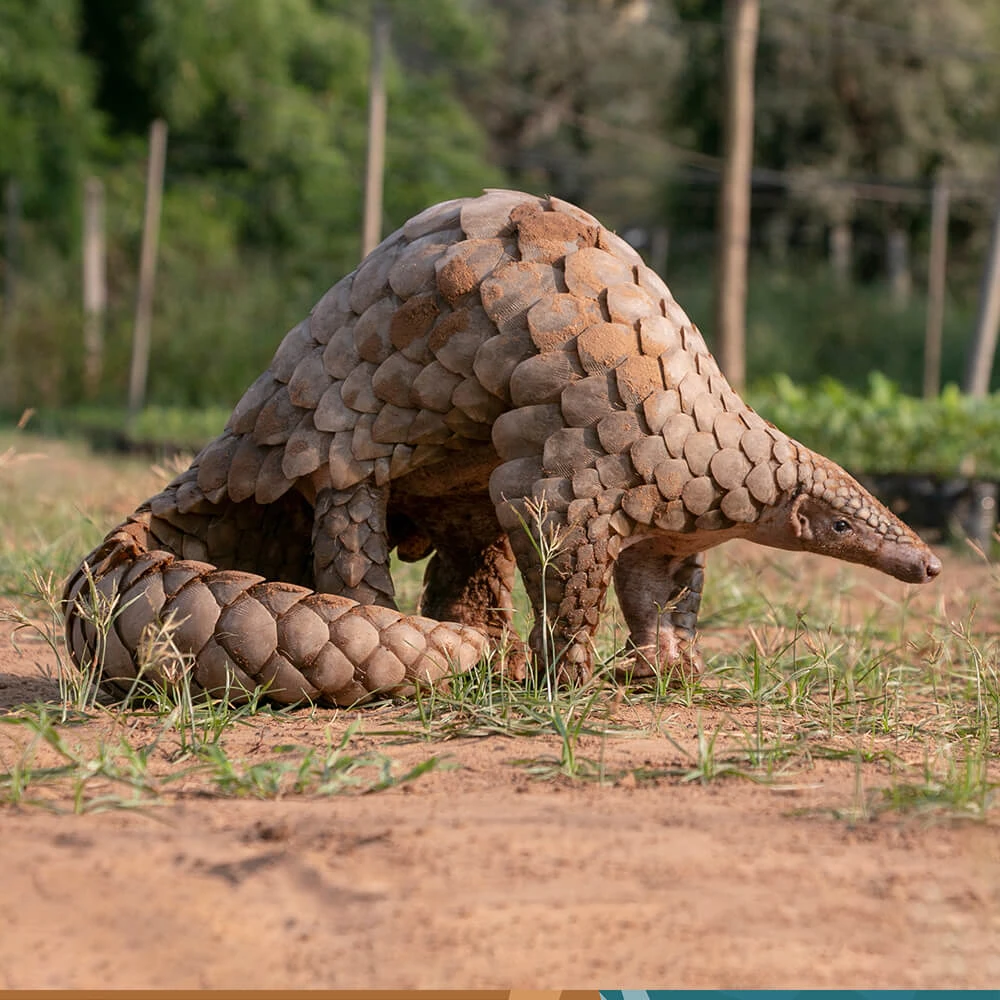 Giant Pangolin | Cards, the Universe and Everything Wiki | Fandom