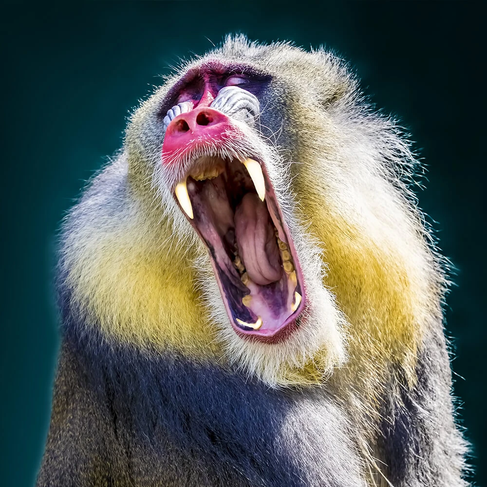 Mandrill | Cards, the Universe and Everything Wiki | Fandom