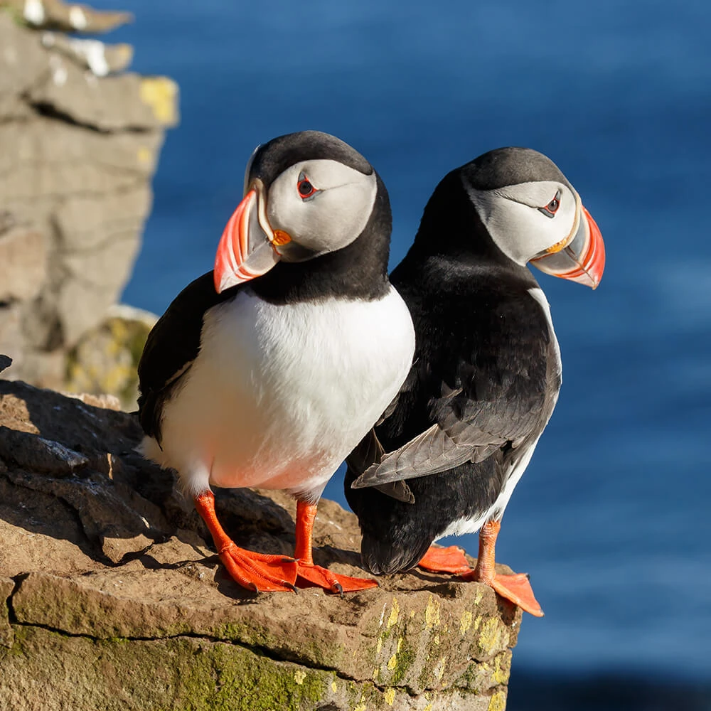 Puffin | Cards, the Universe and Everything Wiki | Fandom