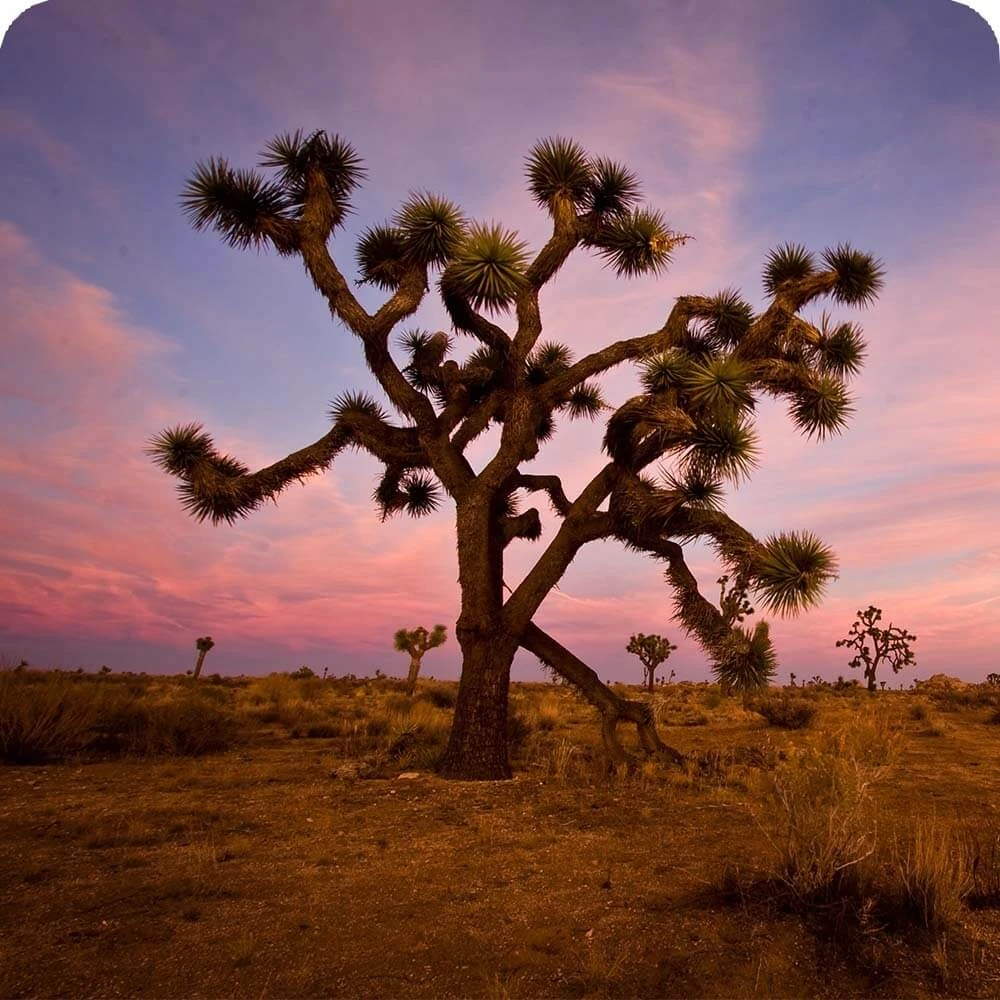 Joshua Tree | Cards, the Universe and Everything Wiki | Fandom