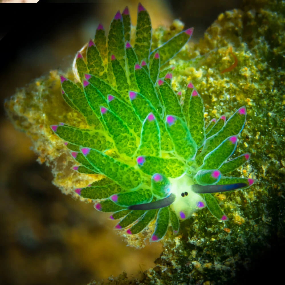 Sea Sheep | Cards, the Universe and Everything Wiki | Fandom