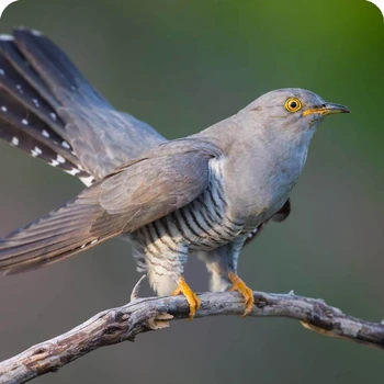 Common Cuckoo | Cards, the Universe and Everything Wiki | Fandom