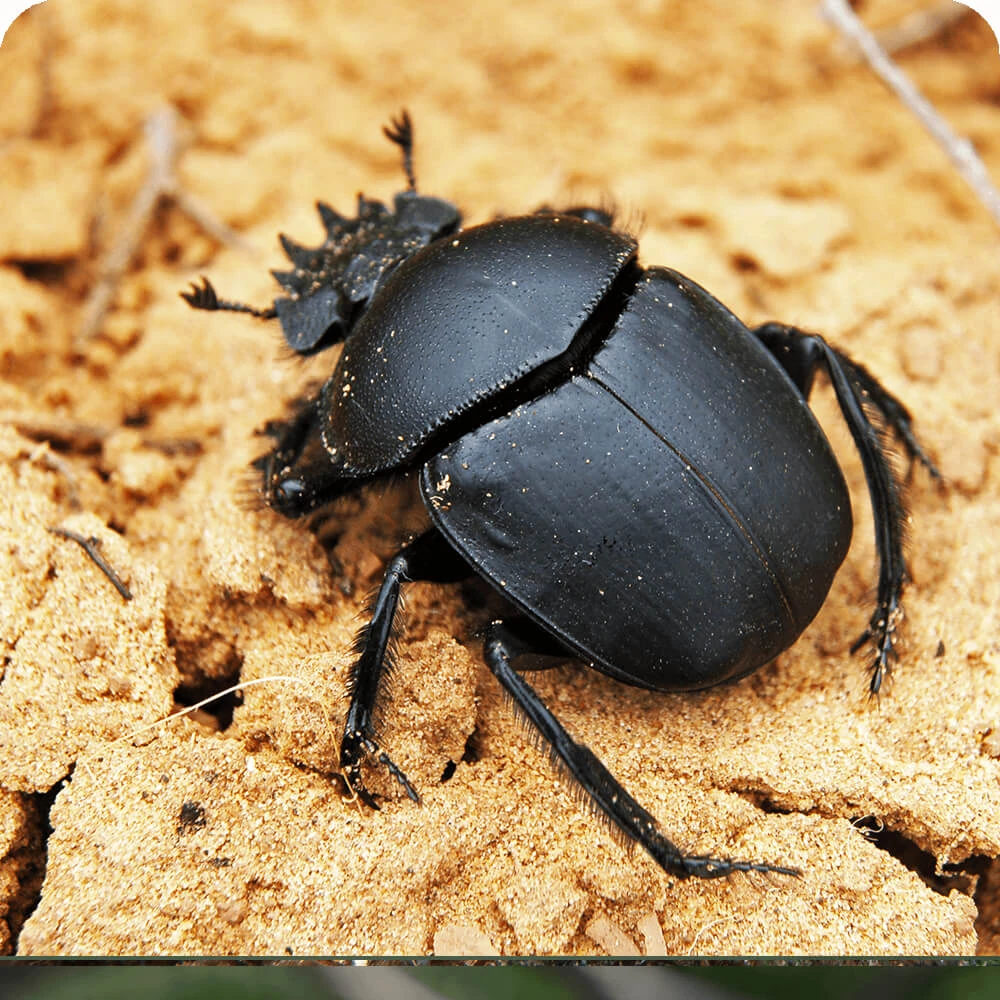 Scarab Beetle | Cards, the Universe and Everything Wiki | Fandom