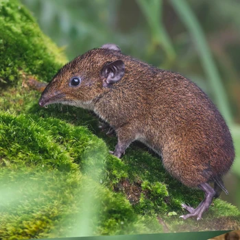 Southern Short-tailed Shrew | Cards, the Universe and Everything Wiki ...