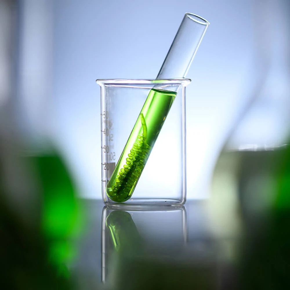 Algae | Cards, the Universe and Everything Wiki | Fandom