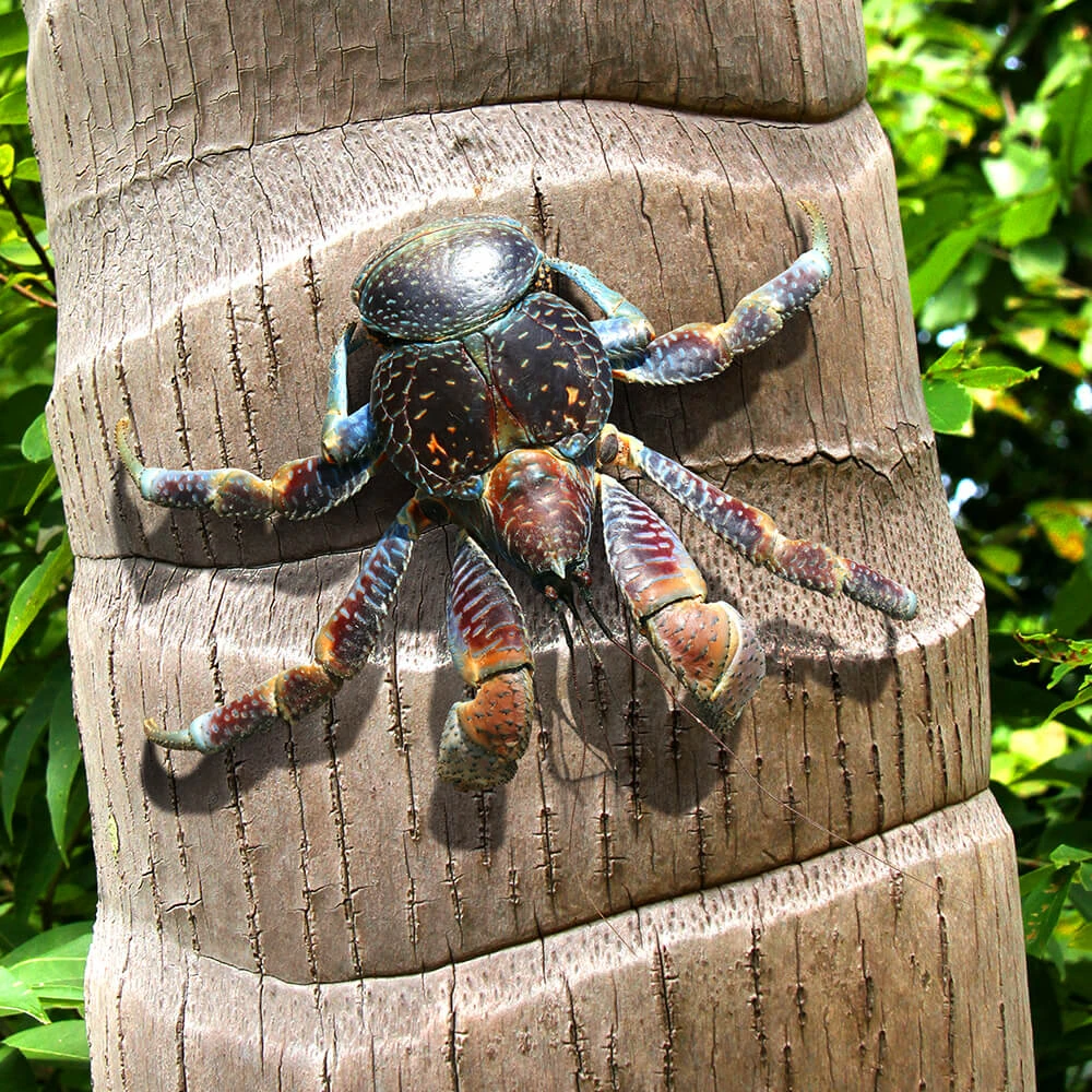 Where Are Coconut Crabs Found