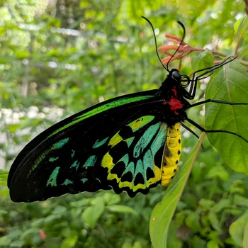 Goliath Birdwing Butterfly | Cards, the Universe and Everything Wiki ...