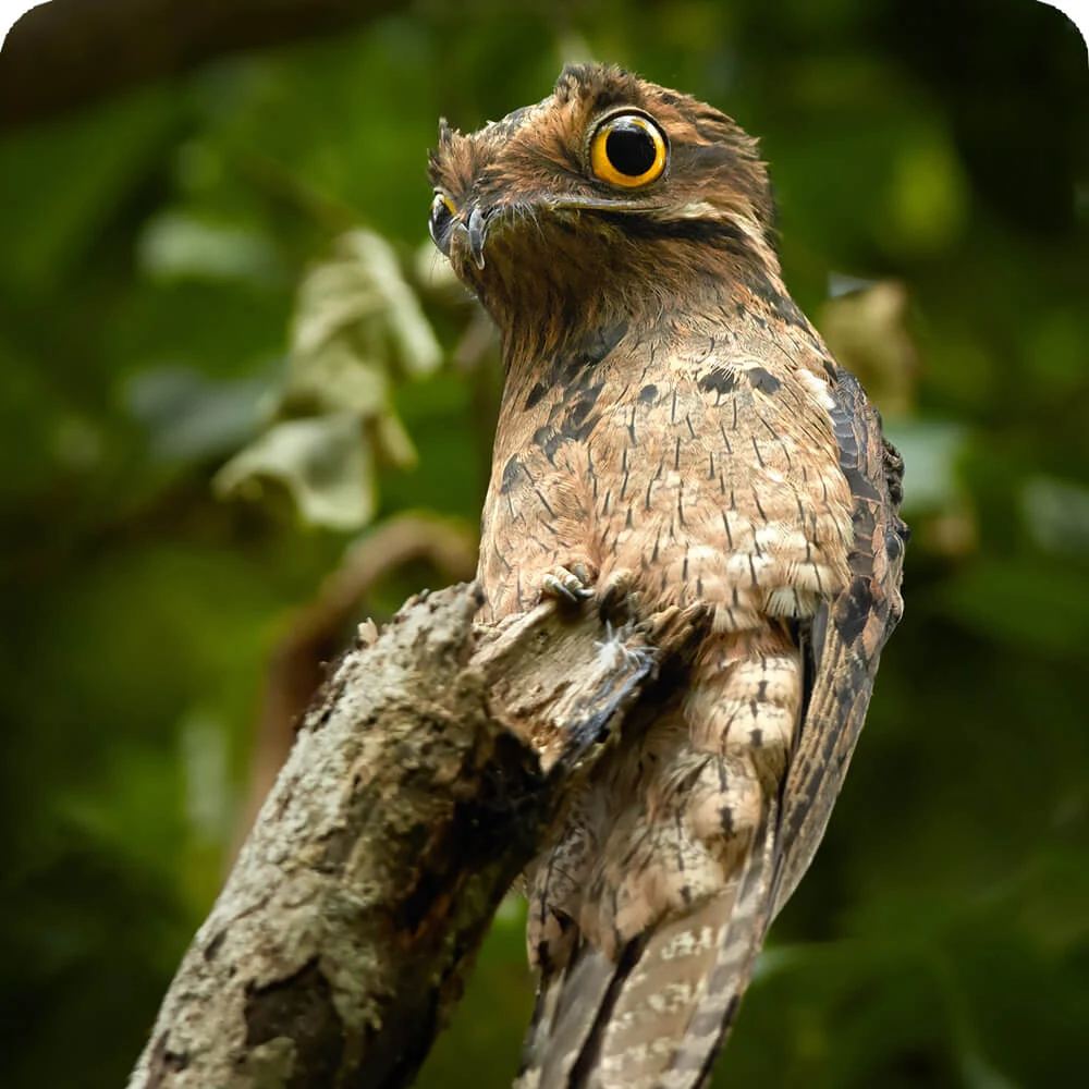 Potoo | Cards, the Universe and Everything Wiki | Fandom