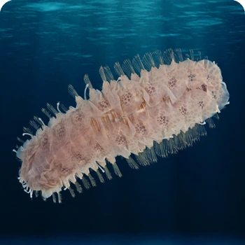 Scale Worm | Cards, the Universe and Everything Wiki | Fandom