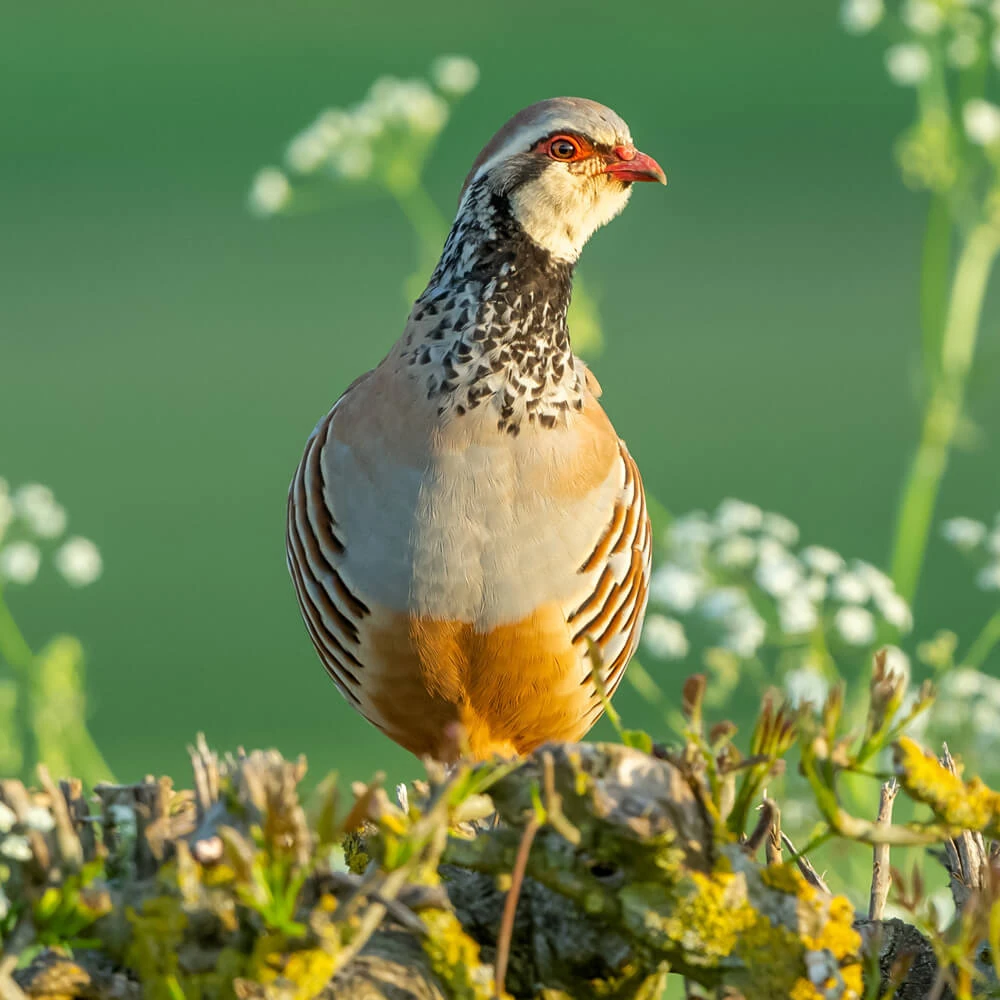 Partridge | Cards, the Universe and Everything Wiki | Fandom