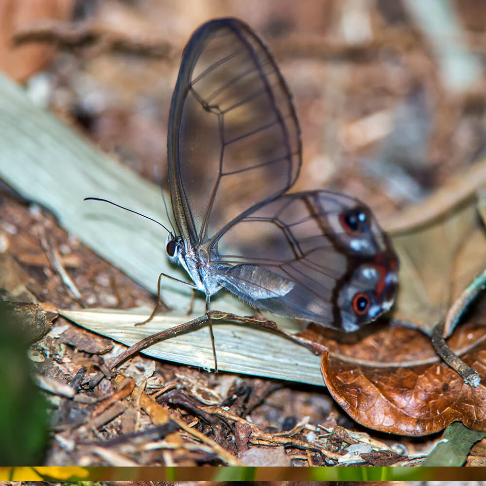 Amber Phantom Butterfly | Cards, the Universe and Everything Wiki | Fandom