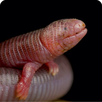 Mexican Mole Lizard | Cards, the Universe and Everything Wiki | Fandom