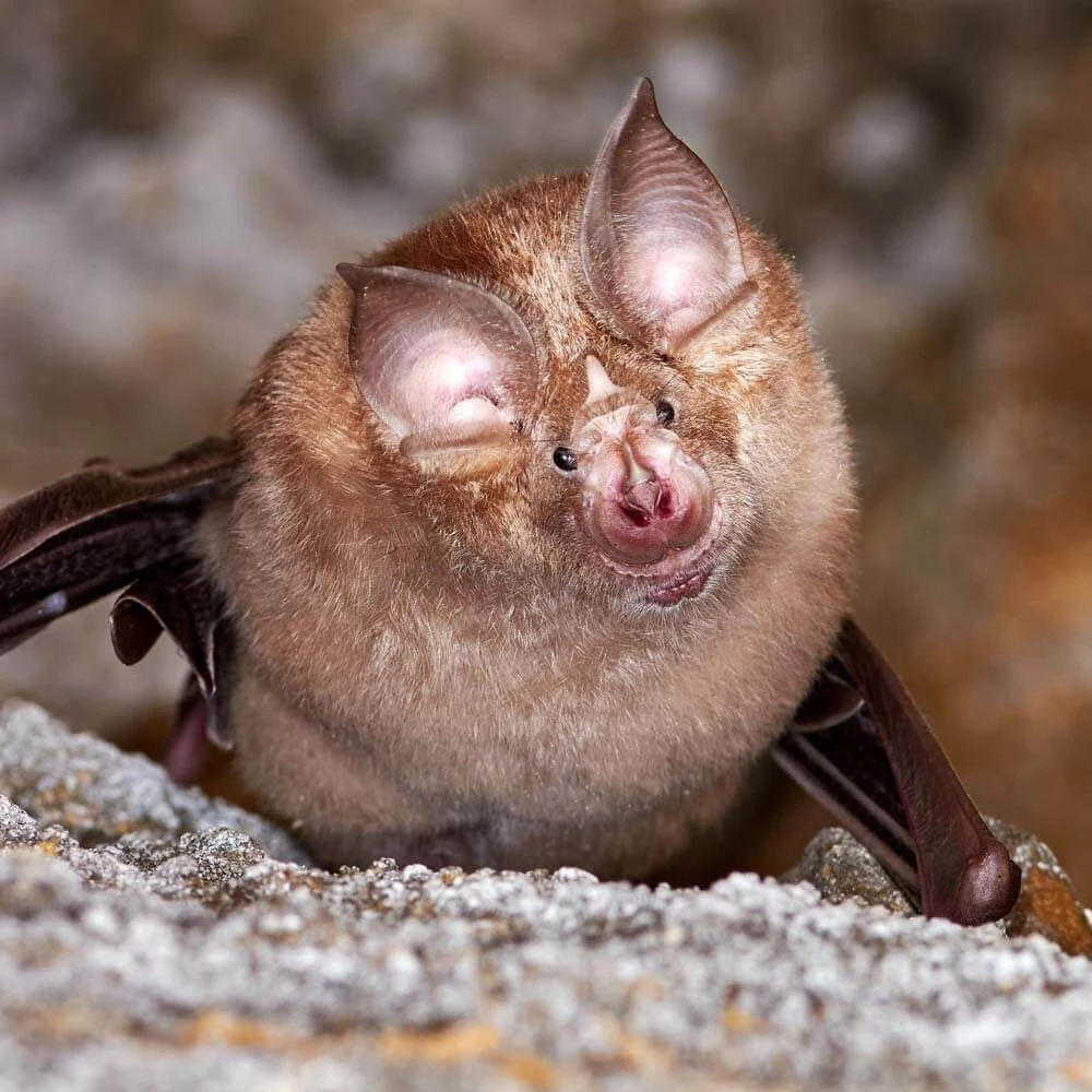 Greater Horseshoe Bat | Cards, the Universe and Everything Wiki | Fandom