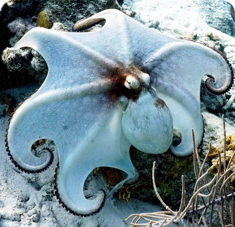 Caribbean Reef Octopus | Cards, the Universe and Everything Wiki | Fandom