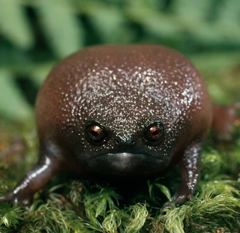 Black Rain Frog | Cards, the Universe and Everything Wiki | Fandom