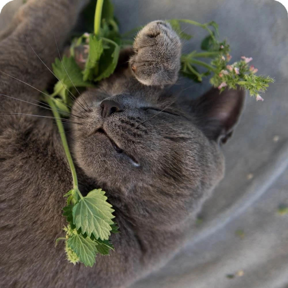 Catnip | Cards, the Universe and Everything Wiki | Fandom