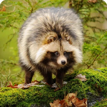 Tanuki | Cards, the Universe and Everything Wiki | Fandom