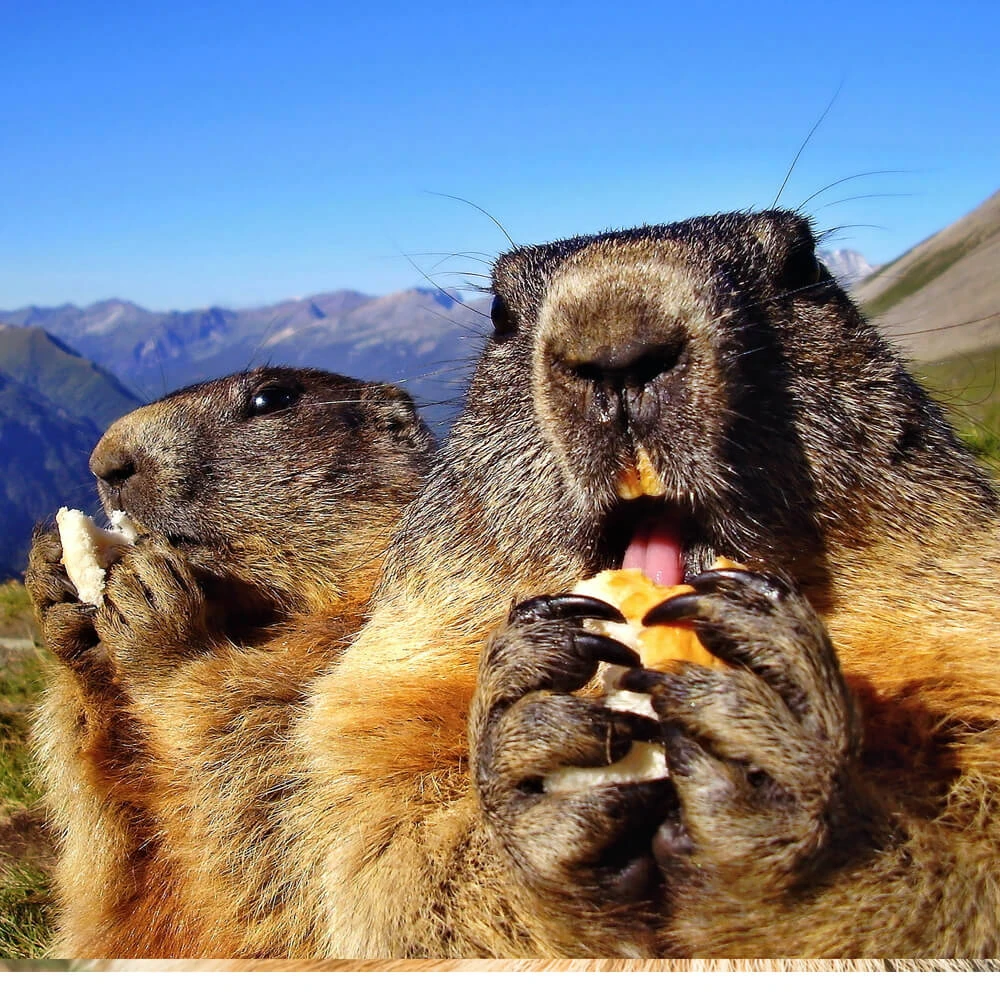 Groundhog | Cards, the Universe and Everything Wiki | Fandom