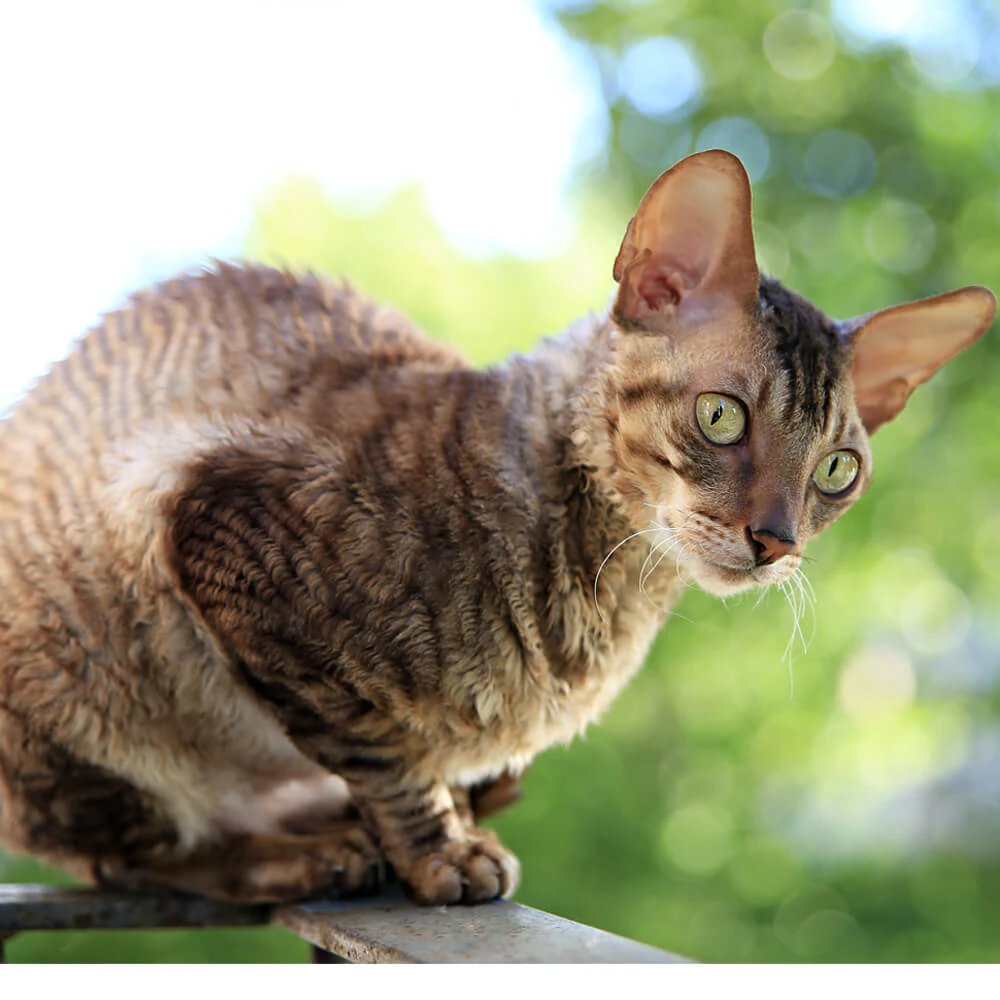 Cornish Rex | Cards, the Universe and Everything Wiki | Fandom