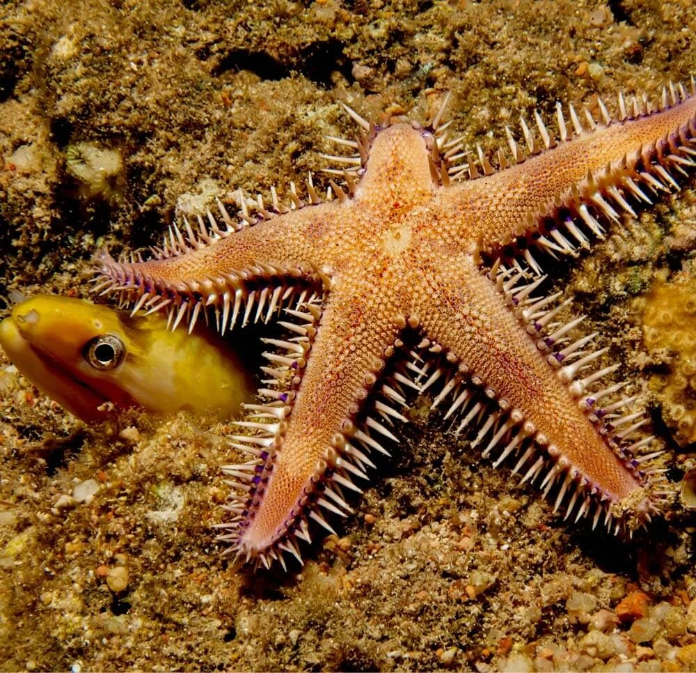 Comb Sea Star | Cards, the Universe and Everything Wiki | Fandom