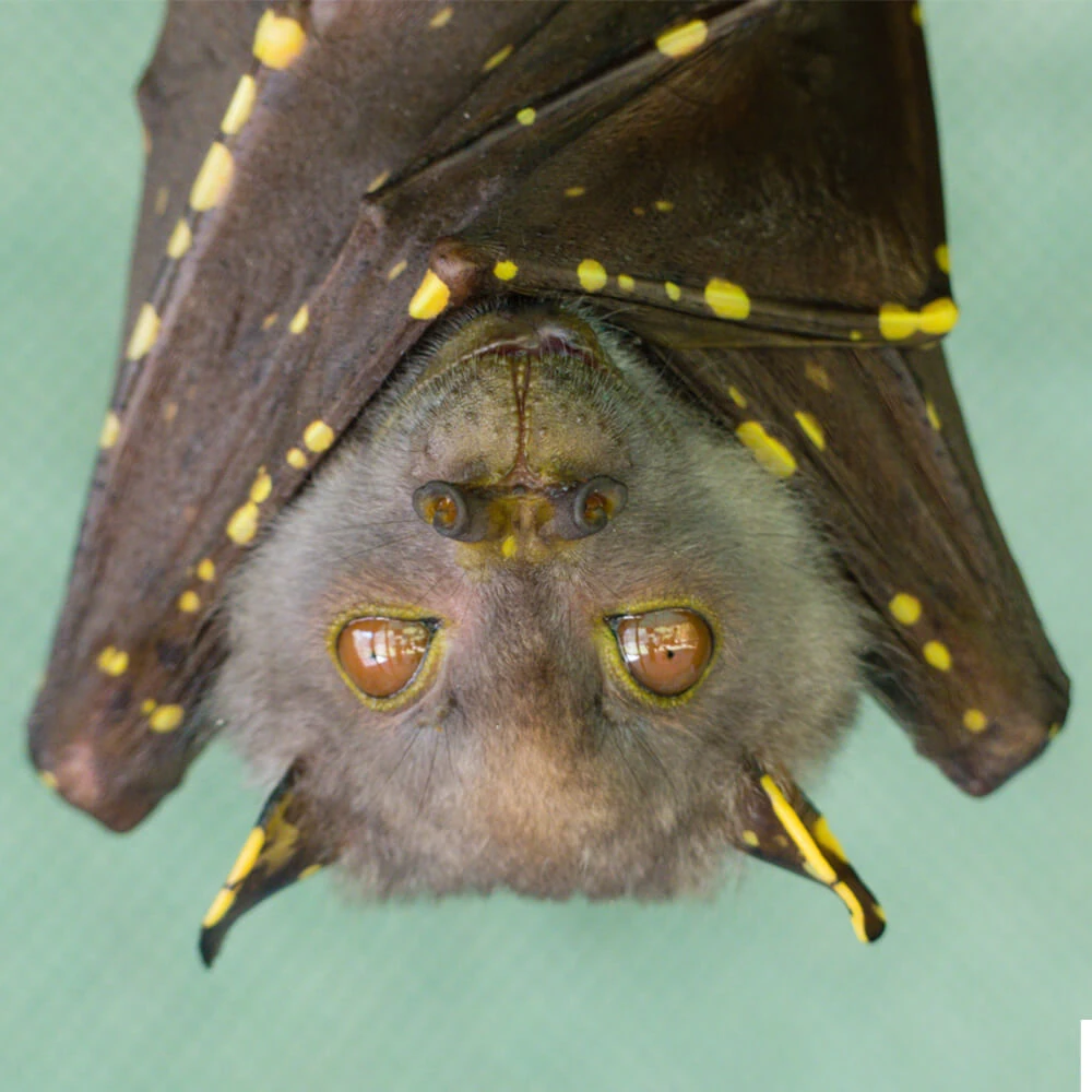 Eastern Tube-Nosed Bat | Cards, the Universe and Everything Wiki | Fandom