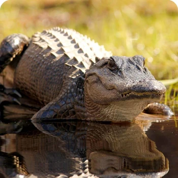 American Alligator | Cards, the Universe and Everything Wiki | Fandom