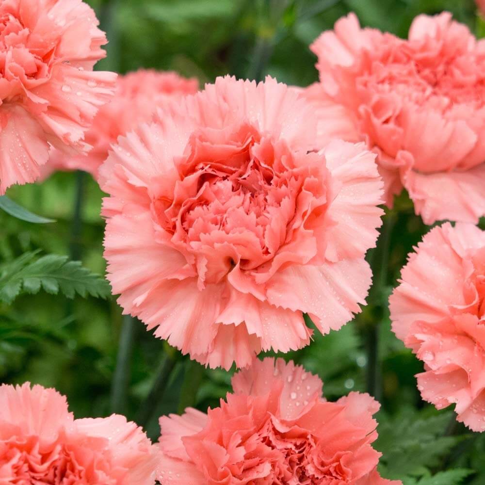 Carnations Cards The Universe And Everything Wiki Fandom