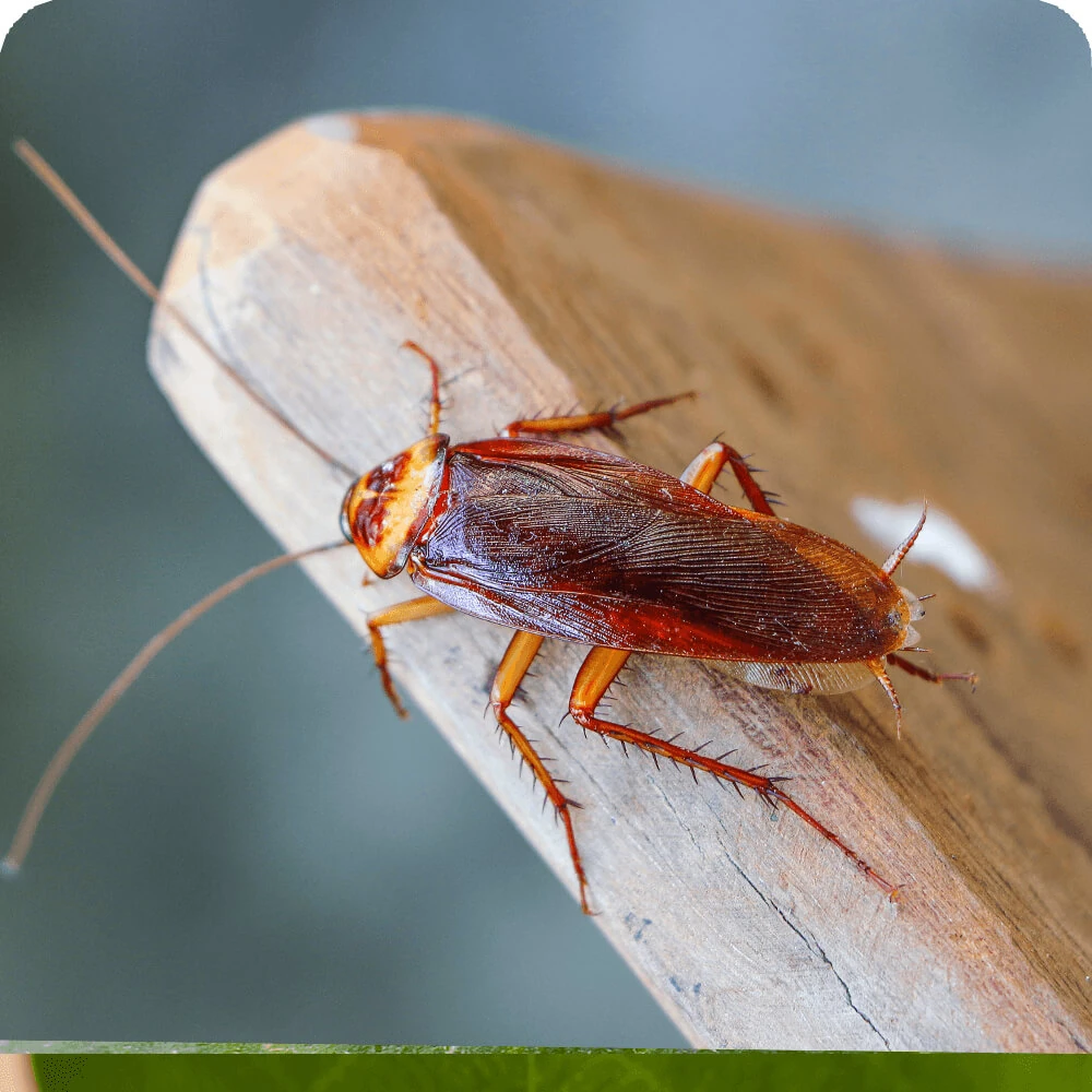 Cockroach | Cards, the Universe and Everything Wiki | Fandom