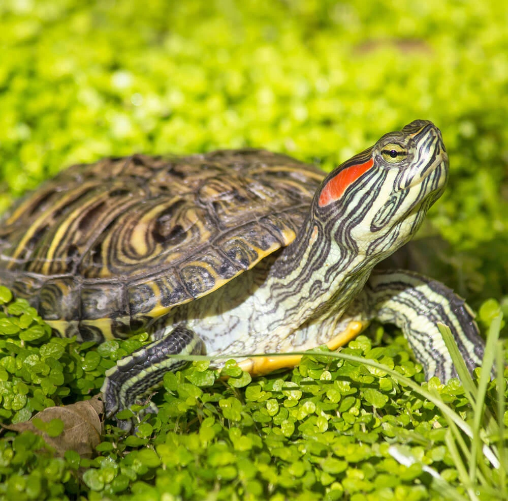 Red-Eared Slider | Cards, the Universe and Everything Wiki | Fandom