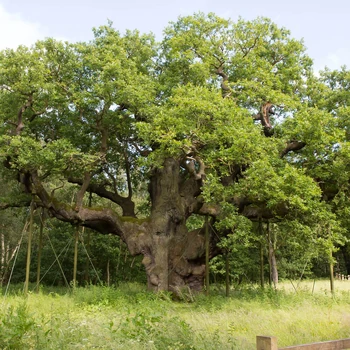 Major Oak | Cards, the Universe and Everything Wiki | Fandom