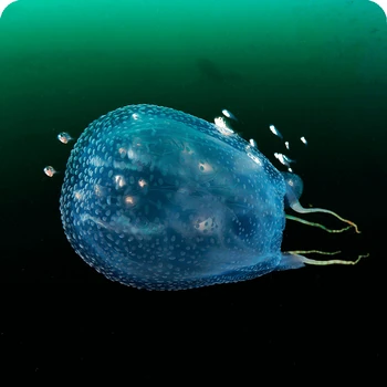 Sea Wasp | Cards, the Universe and Everything Wiki | Fandom