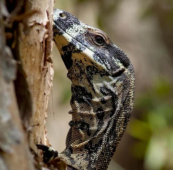 Lace Monitor | Cards, the Universe and Everything Wiki | Fandom