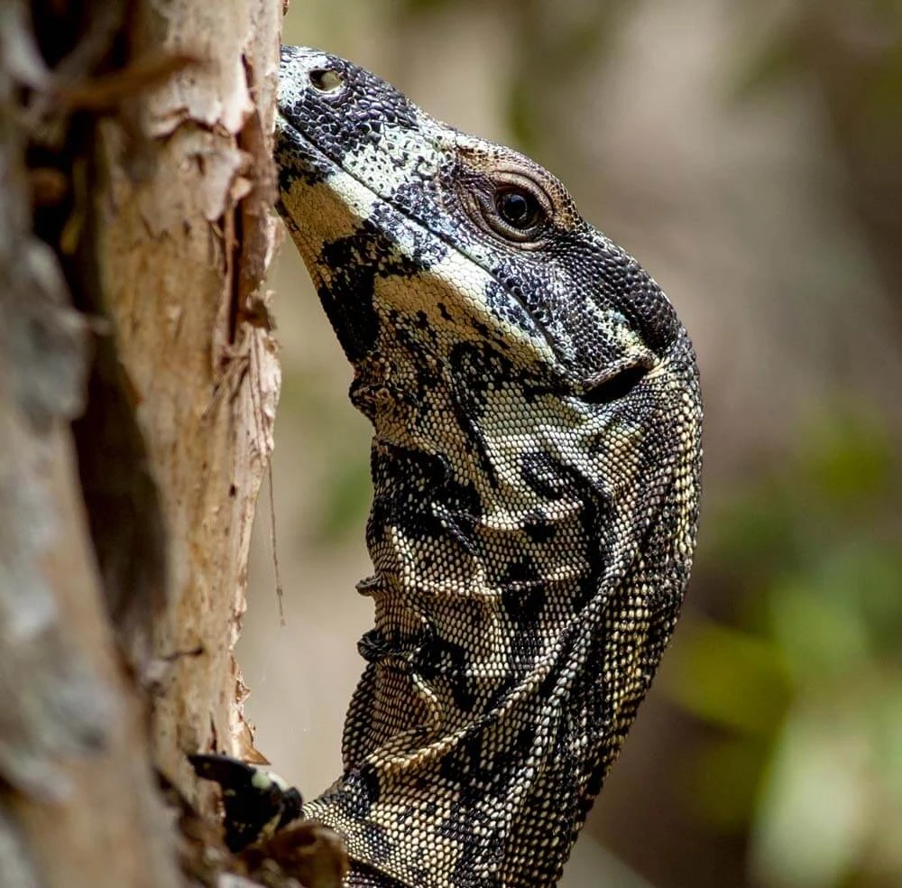 Lace Monitor | Cards, the Universe and Everything Wiki | Fandom