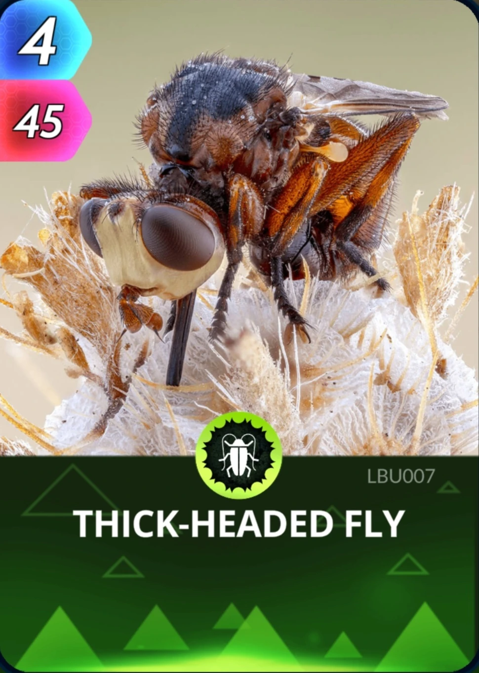 Thick-Headed Fly | Cards, the Universe and Everything Wiki | Fandom