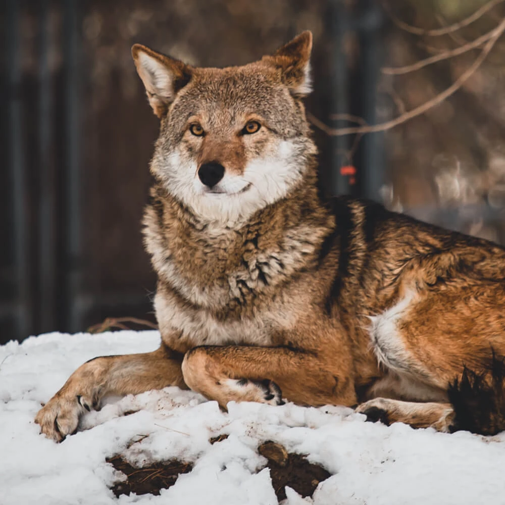 Red Wolf | Cards, the Universe and Everything Wiki | Fandom