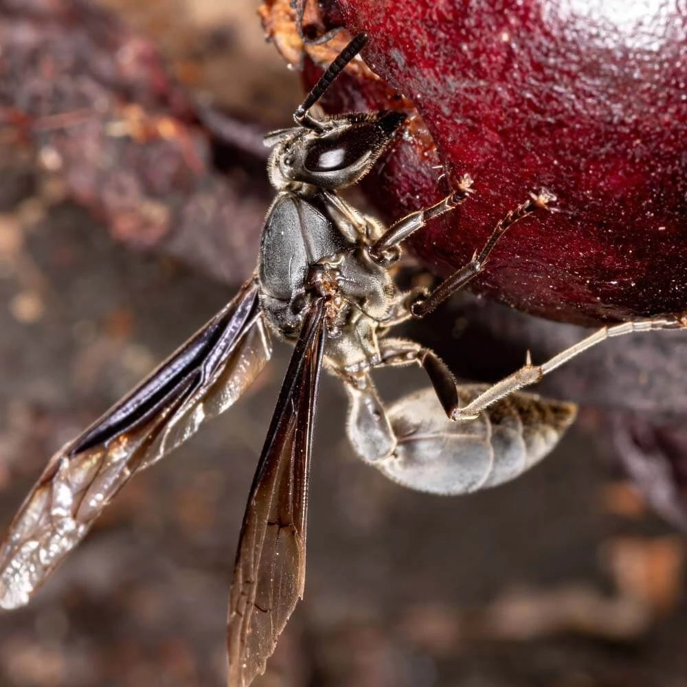 Warrior Wasp | Cards, the Universe and Everything Wiki | Fandom