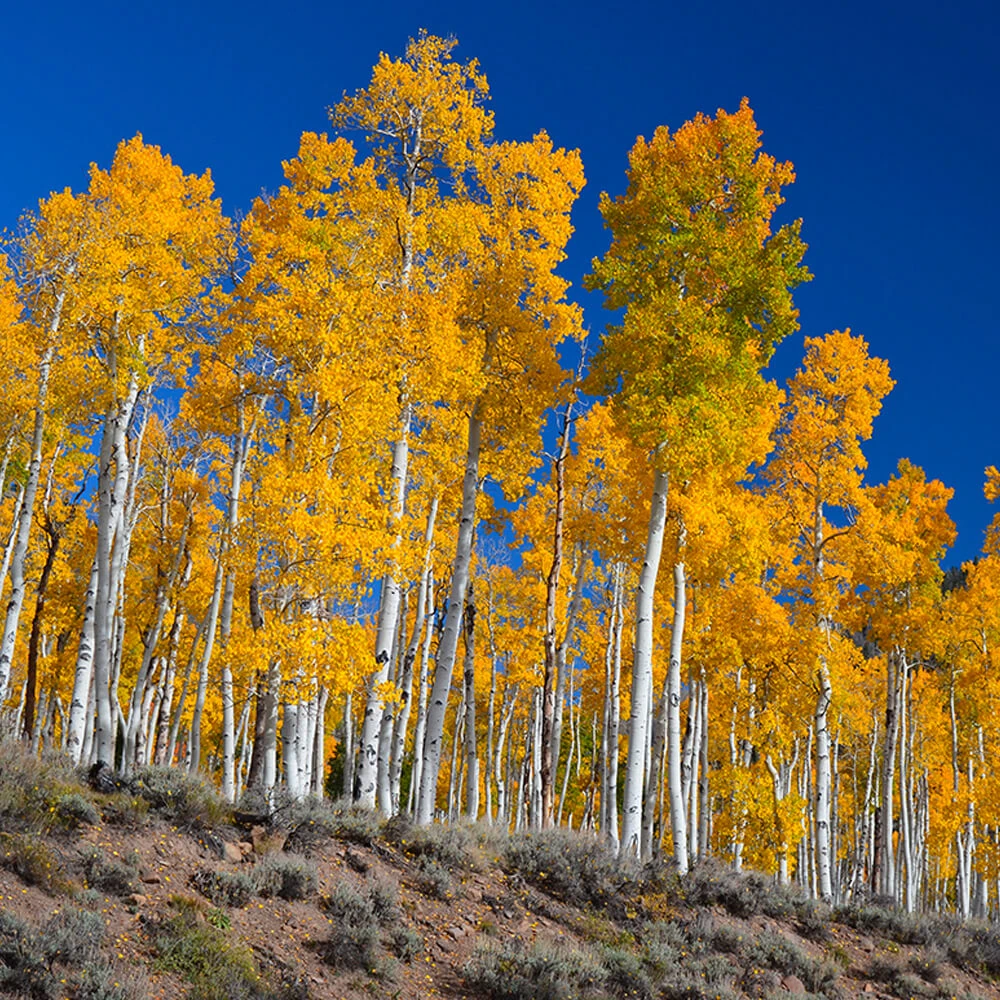 Pando | Cards, the Universe and Everything Wiki | Fandom