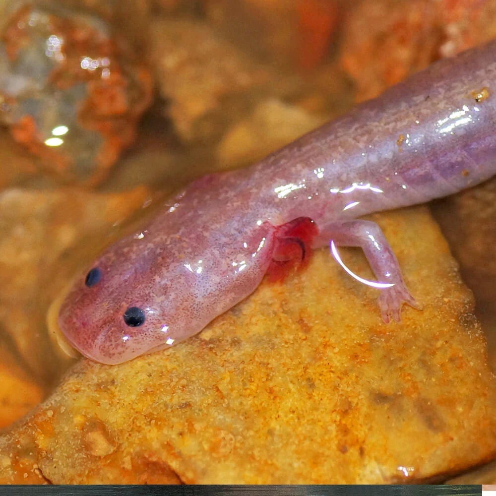 Texas Blind Salamander | Cards, the Universe and Everything Wiki | Fandom