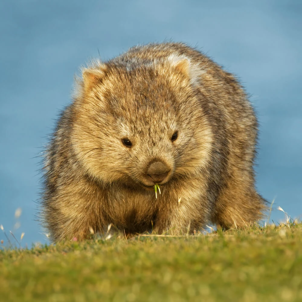 Wombat | Cards, the Universe and Everything Wiki | Fandom