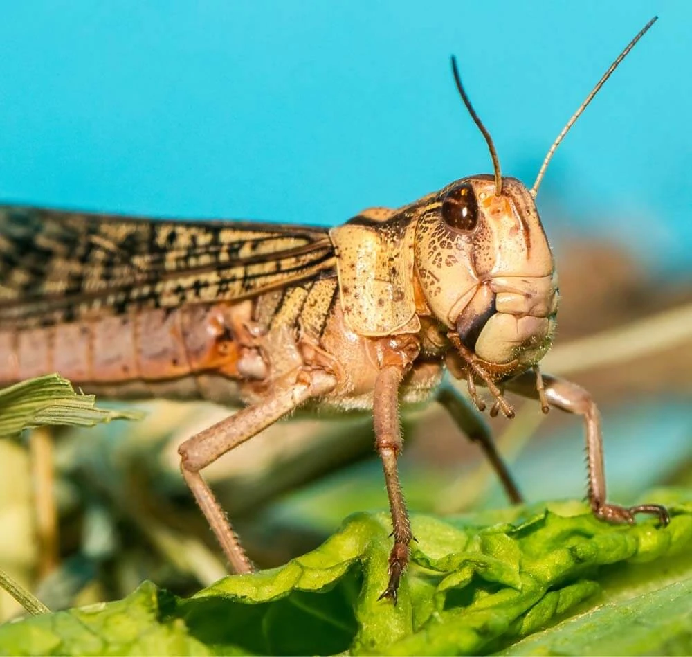 Migratory Locust | Cards, the Universe and Everything Wiki | Fandom