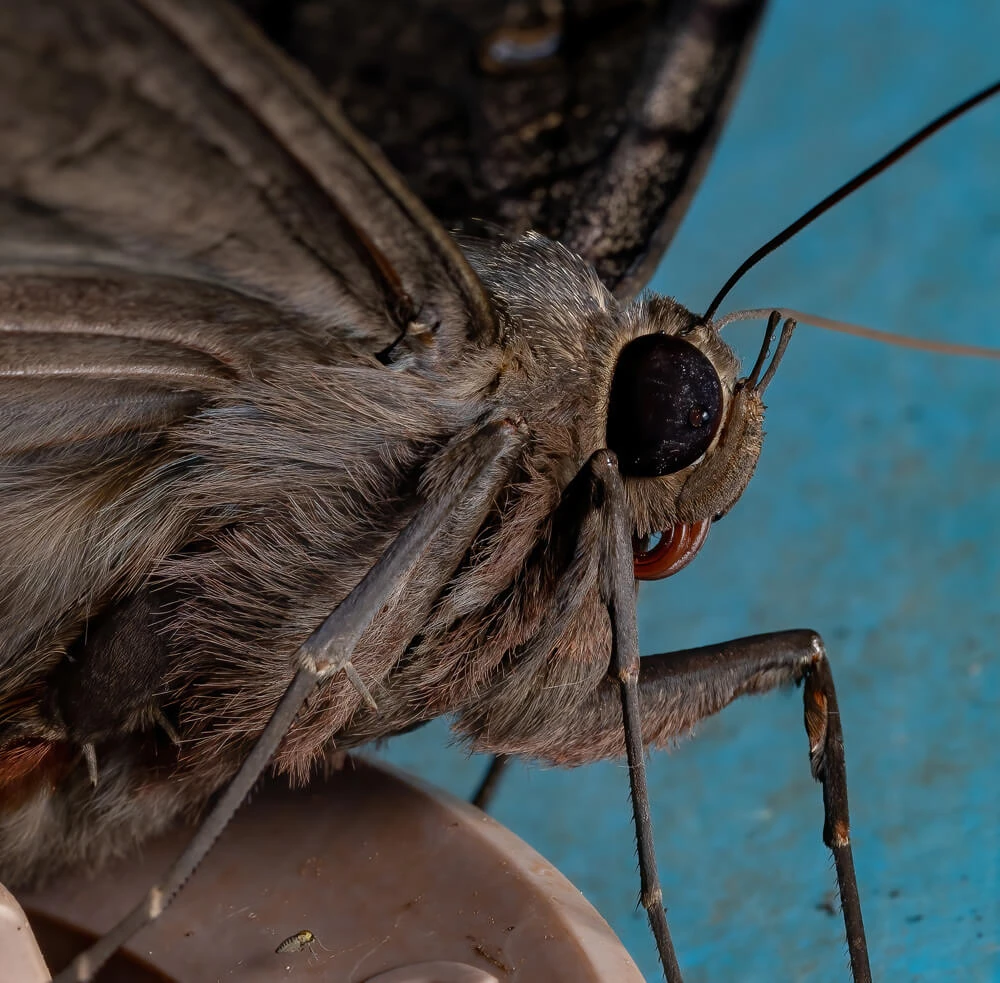 Black Witch Moth | Cards, the Universe and Everything Wiki | Fandom