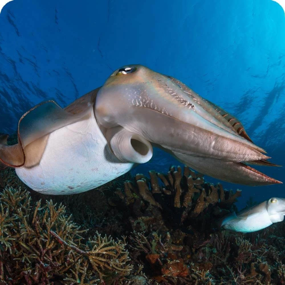 Broadclub Cuttlefish | Cards, the Universe and Everything Wiki | Fandom