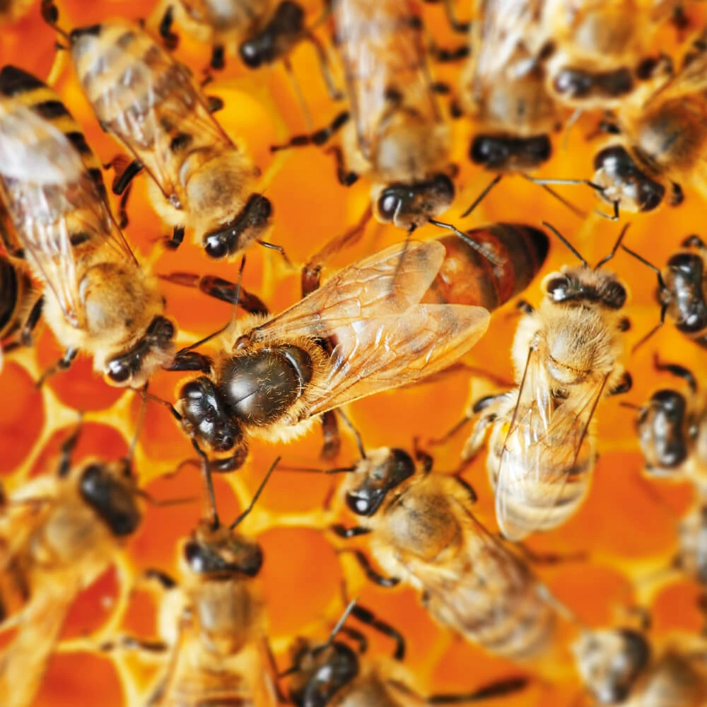 Queen Bee | Cards, the Universe and Everything Wiki | Fandom