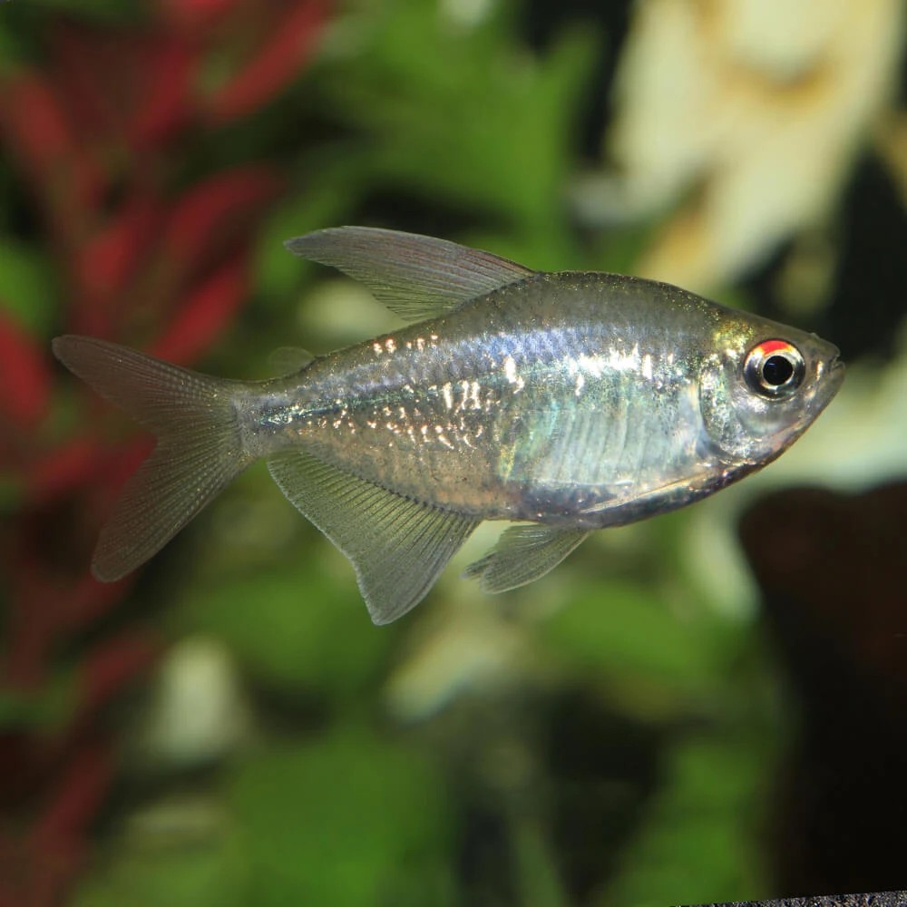 Diamond Tetra | Cards, the Universe and Everything Wiki | Fandom