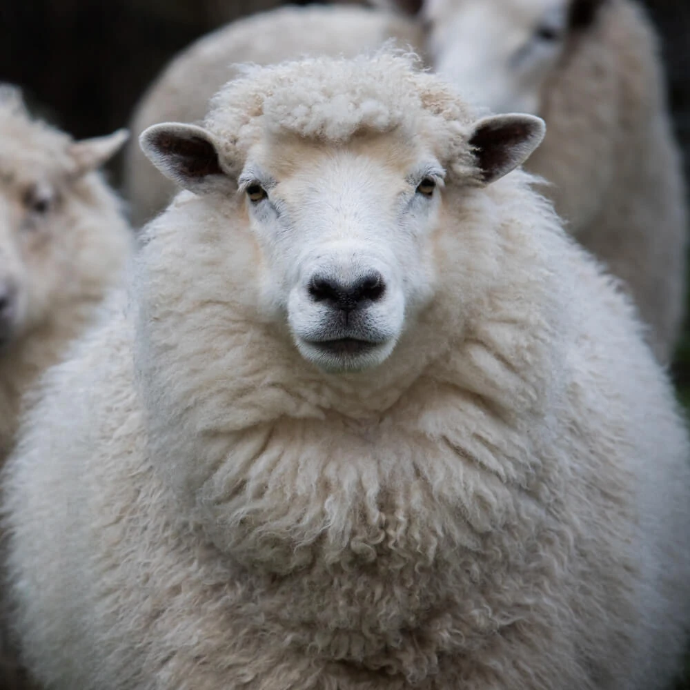 Merino | Cards, the Universe and Everything Wiki | Fandom